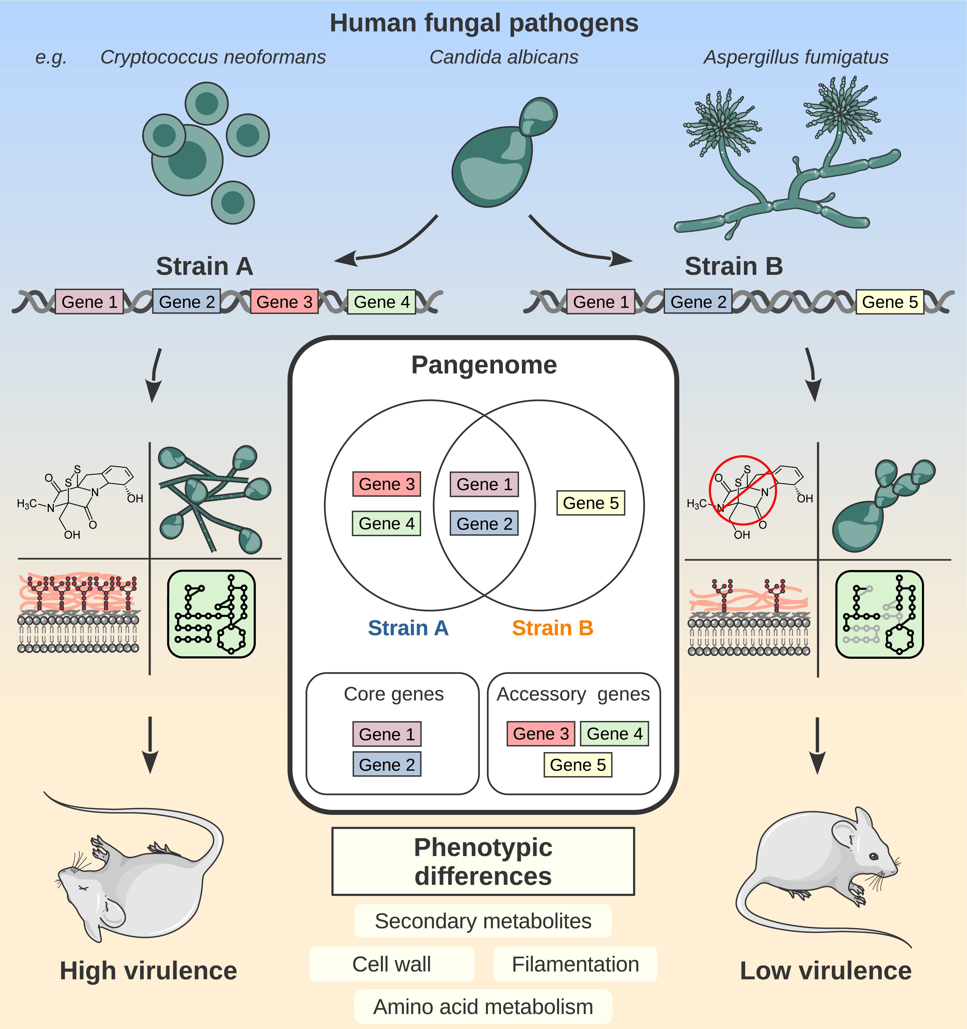 New review: Unraveling the diversity and virulence of human fungal ...